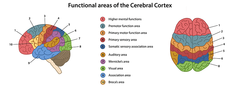 Feidhm Cortex Cerebral